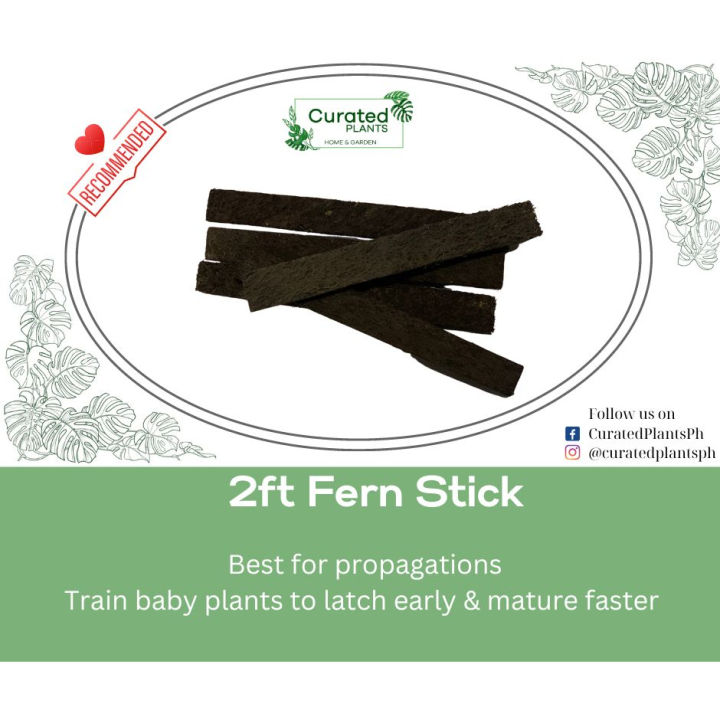 2ft Fern Pole/Stick. Growing media. | Lazada PH