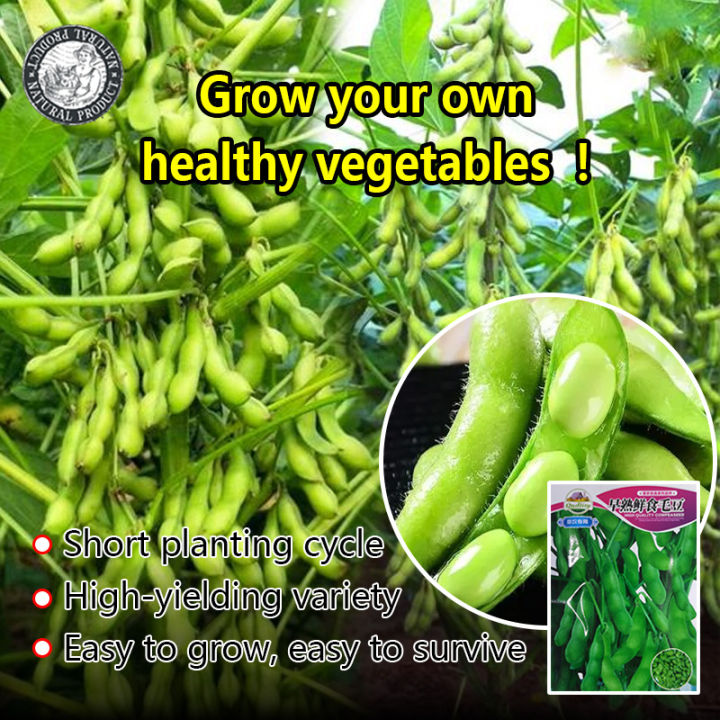 [Fast Germination] F1 Hybrid Green Soybean Edamame Seeds (20 Seed) High ...