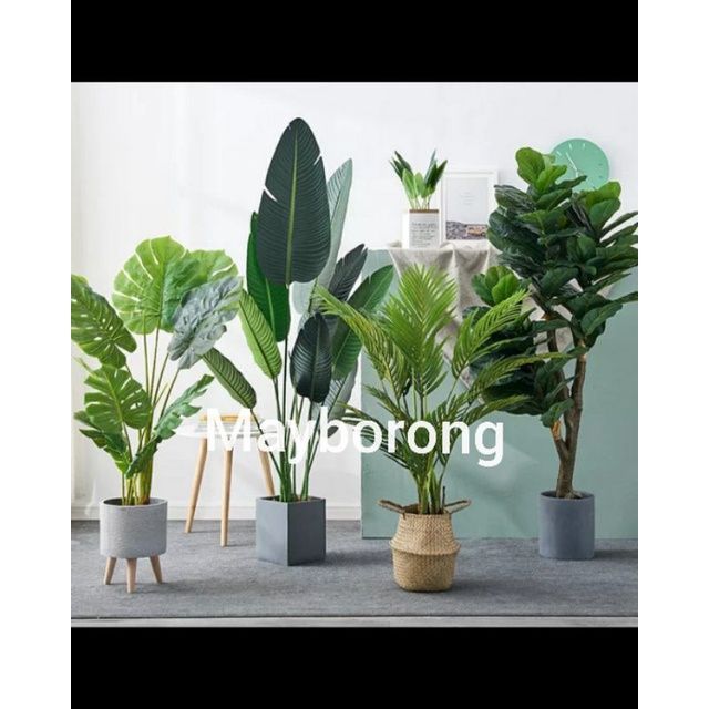Fiddle Fig Tree Monstera Keladi Palm POKOK VIRAL | Lazada