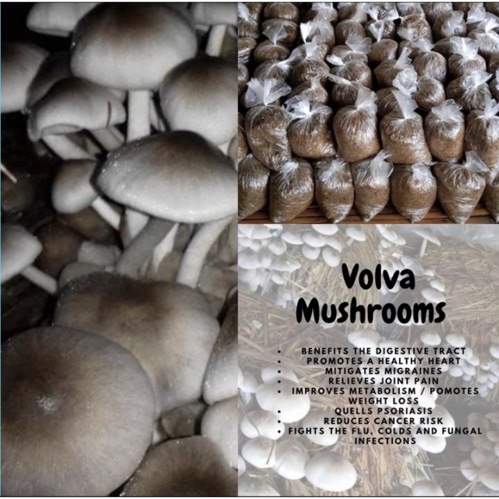 【2023】 Volva mushroom kabuteng saging 1kg | Lazada PH