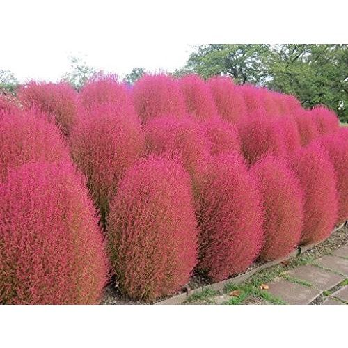( Pro+++ ) สุดคุ้ม หญ้ากอเชีย Kochia scoparia burning bush 10 เมล็ด ...