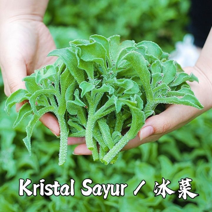 Biji Benih Kristal Sayur (80 seeds) /水晶冰菜种子/Crystal Ice Vegetable Seeds ...