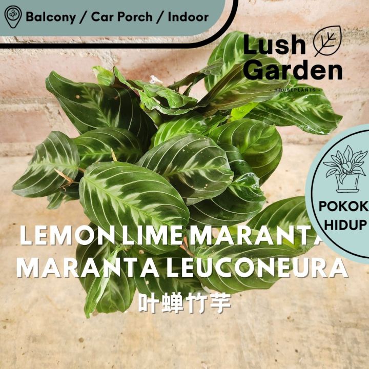 Lemon Lime Maranta / Calathea Maranta Leuconeura / Prayer Plant 叶蝉竹芋 ...