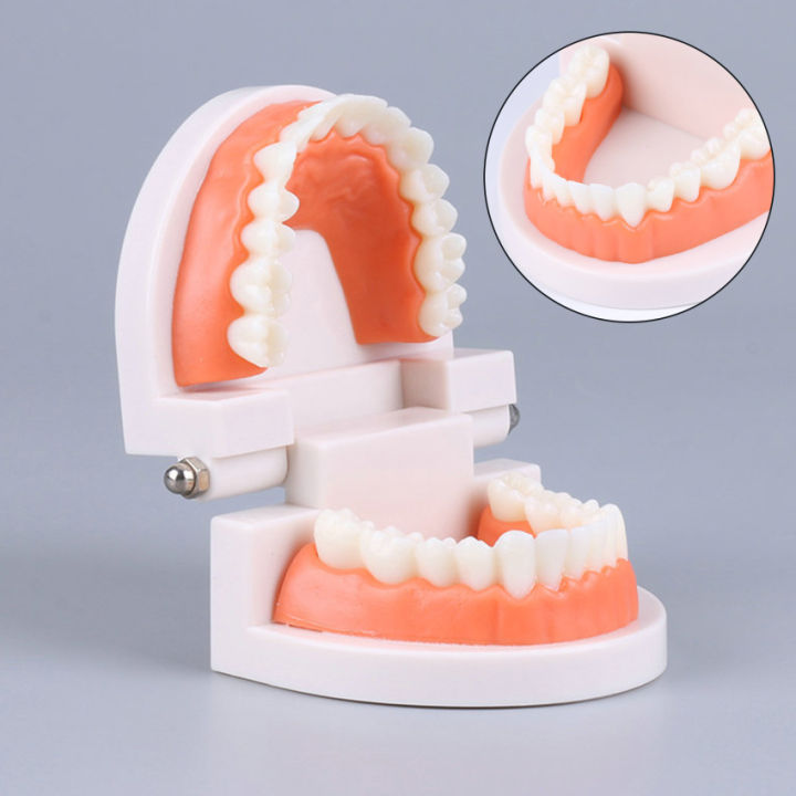 Teeth Model Pustiso Dentist Student Model Dental Practice Model For ...