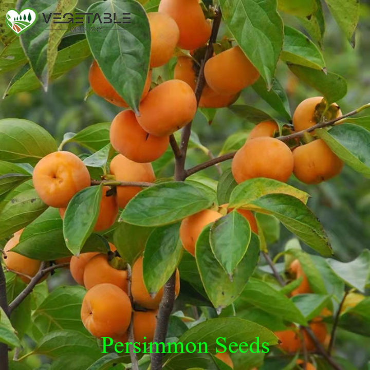 25seeds/pack Bonsai Persimmon Seeds Hybrid Sweet Persimmon Plants Fruit ...