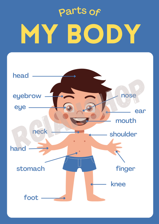 BODY PARTS LAMINATED EDUCATIONAL CHART TAGALOG A4 SIZE THICK | Lazada PH