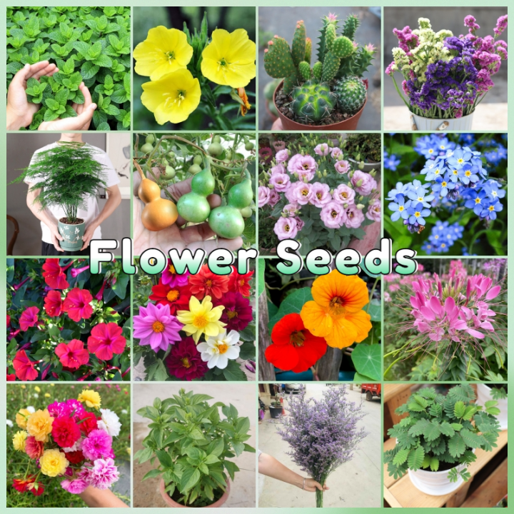 Assorted Flower Seeds for Planting - Benih Bunga 花卉种子 Potted Flower ...