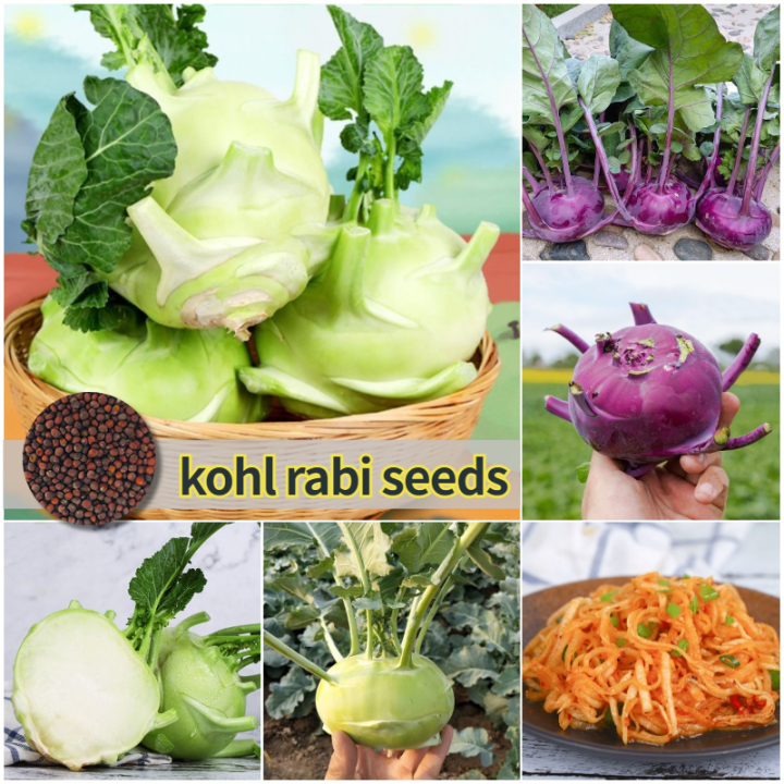 [100% Fresh Seeds] 150pcs Purple Kohlrabi Seeds Green Kohlrabi Seed ...