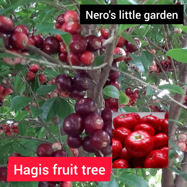 Nero's NLG0000098 Hagis seedling | Lazada PH