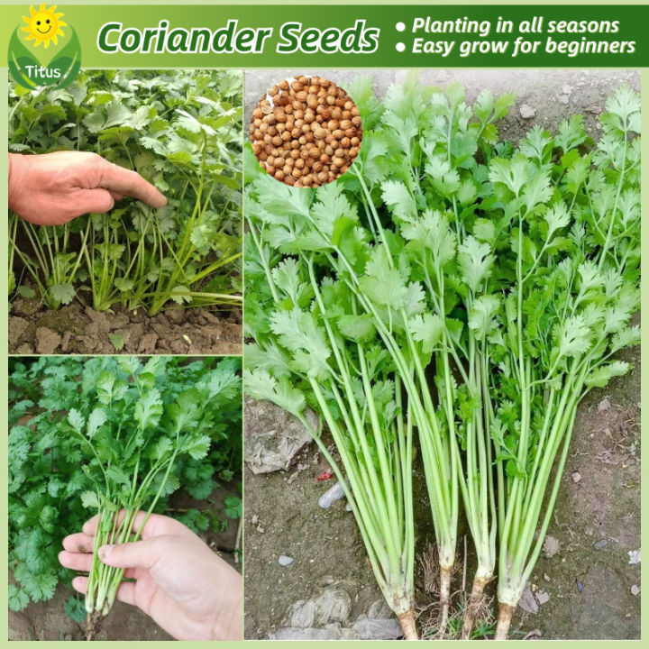 100% Legit Fresh Organic Coriander Seeds for Planting Vegetables Plants (70pcs - High ...