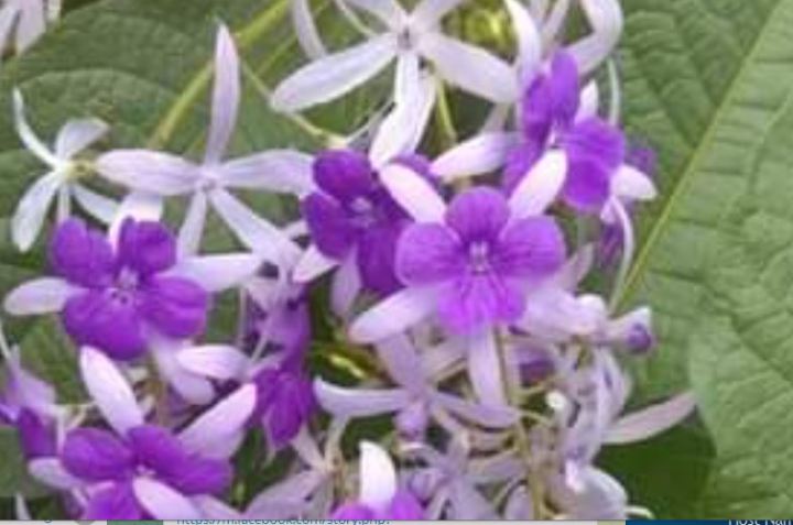 AAG SAND PAPER VINE PLANT | Lazada