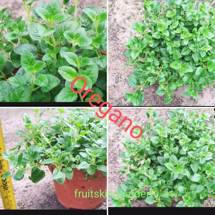 Daun Celery pokok herba (Herb Live Plant Series) | Lazada