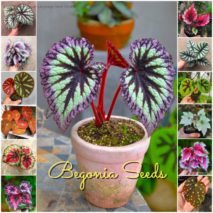 [Easy to grow in Malaysia] Mixed Rare Begonia Plant Seeds Assorted ...