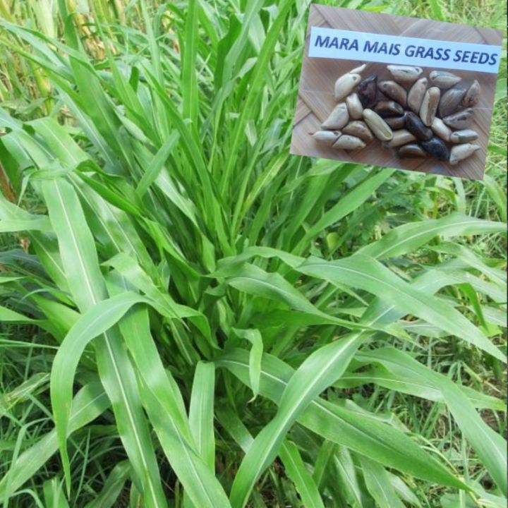 Mara Mais Grass Seeds Maramais | Lazada PH