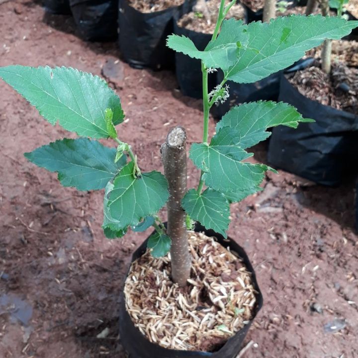 Tanaman Buah Murberry / Murbey / Mulberry / Murbei | Lazada Indonesia
