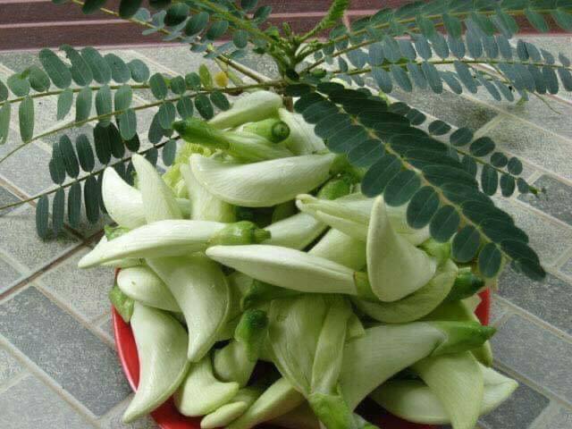 Anak pokok sayur turi / geti bunga putih dan merah | Lazada