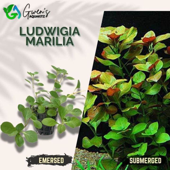 LUDWIGIA GREEN REPENS (10 Stems/Order) by Gwen's Aquakitz - Low Tech ...
