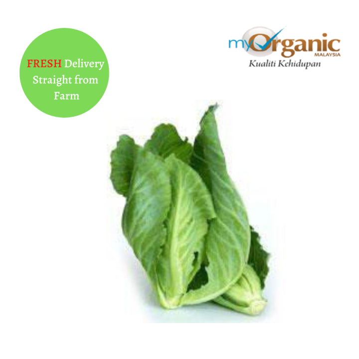 Organic Cabbage Shoot (Choy Tam) Cameron Highlands 金马仑有机菜旦 (Delivery ...