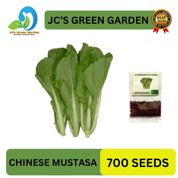 VALUE PACK (700 SEEDS) CHINESE MUSTASA SEEDS/FOR PLANTING/EASY TO GROW ...