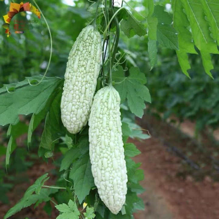 Benih Peria Putih Taiwan / Taiwan White Long Momordica Charantia Seeds ...