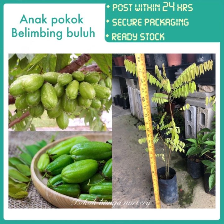 PBN - anak pokok belimbing buluh - bilimbi averrhoa asam start fruit ...