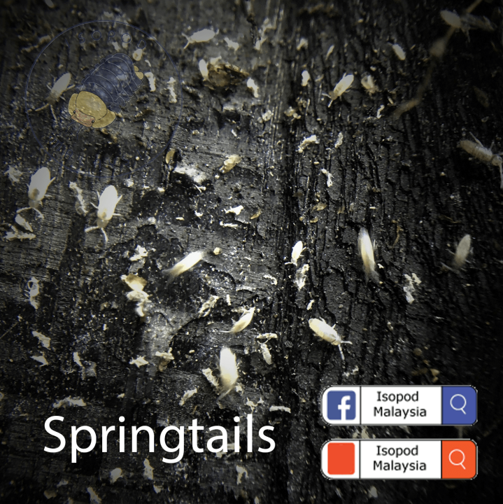 Springtails #Bioactive terrarium / Vivarium / Paludarium | Lazada
