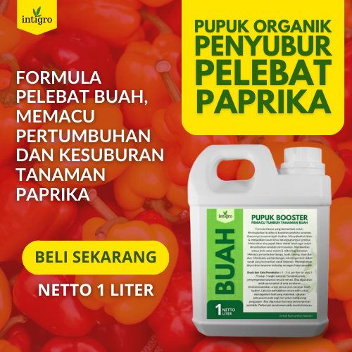 Pupuk Buah Paprika Booster Obat Daun Tanaman Paprika Pupuk Cabe Paprika ...