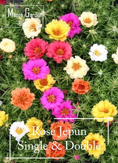 * Single & double al * Portulaca mix rose Japan Colour seeeds-100 seeed ...