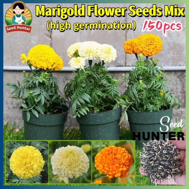 Biji Benih Bunga Marigold Flower Seeds Easy To Grow in Malaysia (Mixed ...
