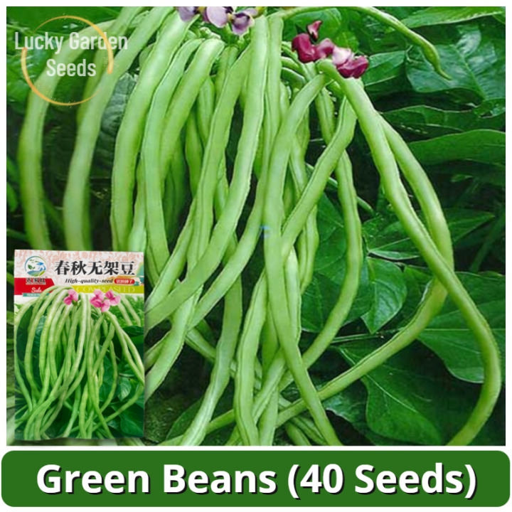 High Yield Green Dwarf Long Bean Seeds (40 Seed) 无架长豆种子 Benih Kacang ...