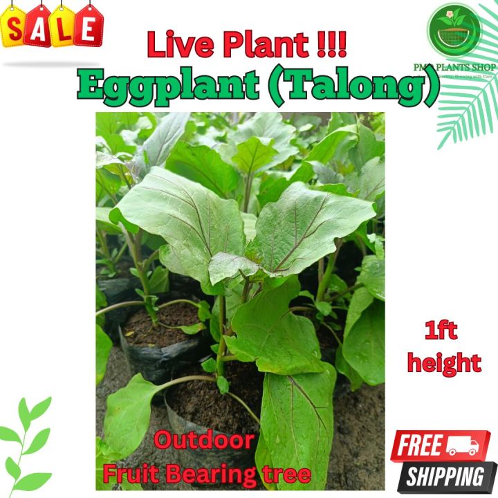 Talong or eggplant (Solanum melongena) fruit bearing tree 1ft tall ...