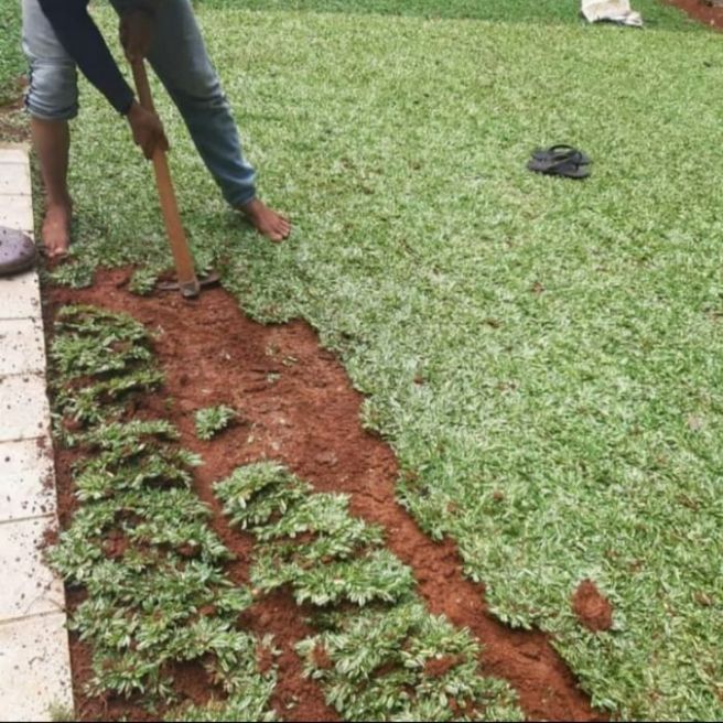 Rumput Gajah Mini Varigata | Lazada Indonesia