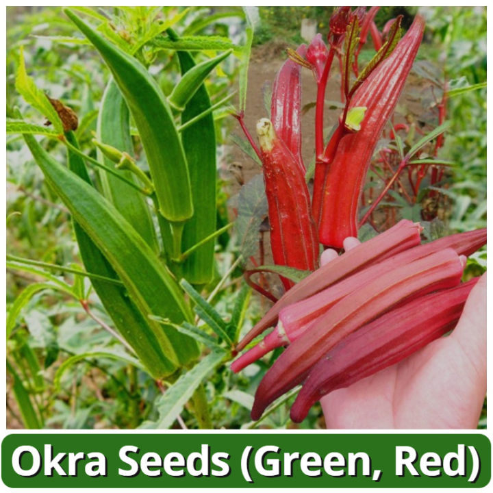 High Yield Okra Seeds for Planting Vegetable Plants - Smooth Green Okra ...