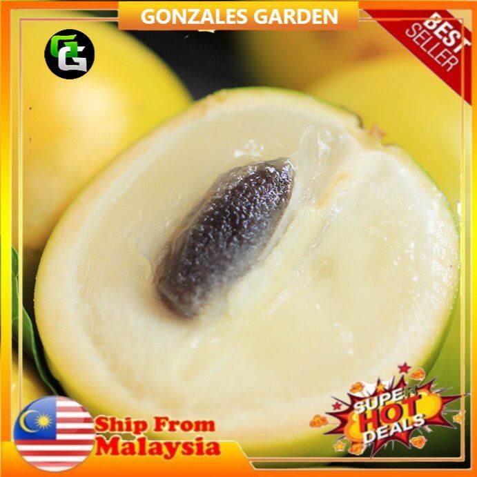 Anak Pokok Ciku Australia Piuteria Camito Abiu Pokok Import Dari ...