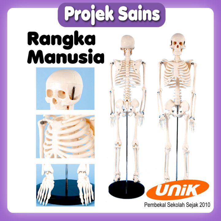 [UNIK] 85cm PVC Human Children Body Skeleton Model Set Anatomical ...