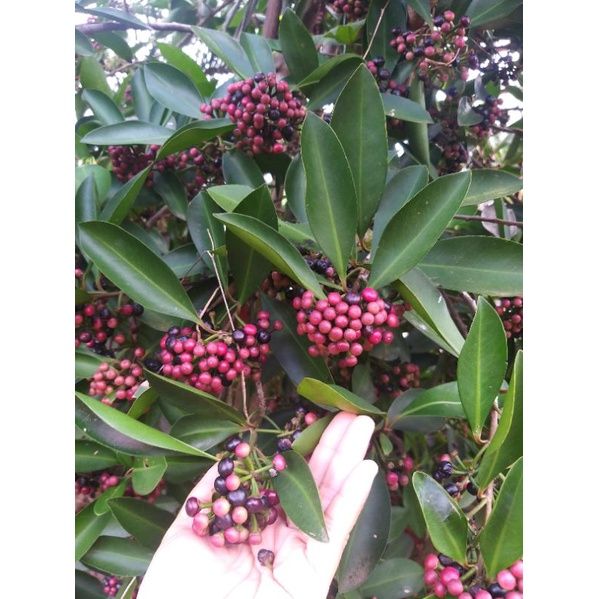Ardisia Elliptica/ Shoebutton Ardisia live Plant seedlings | Lazada PH