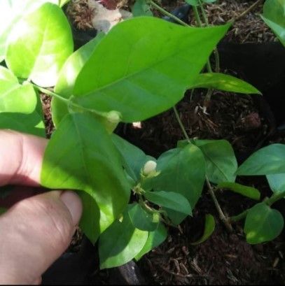 Promo!! Tanaman Melati Costa Putih// Tanaman Hias melati | Lazada Indonesia