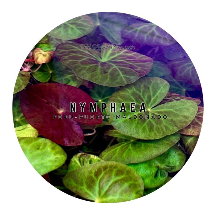 [Aquatic Plant] ADA Red Lotus Nymphaea sp Peru-puerto Maldonado Peru ...