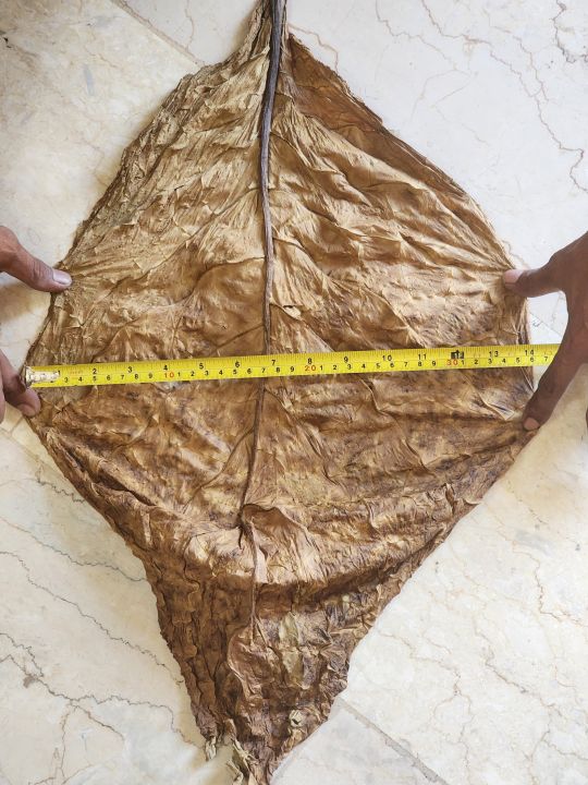 TABAKO TOBACO TOBACCO DAHON 1 LEAF 60GRAMS CULTURED THE BEST WAY VACUUM ...