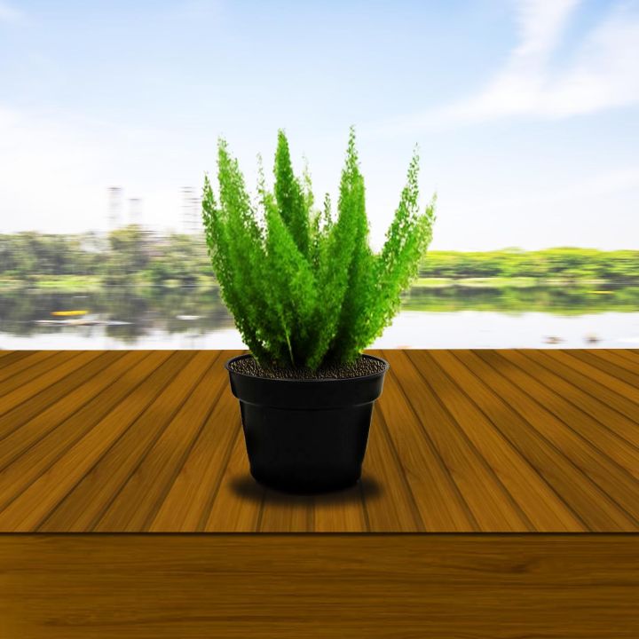 tanaman hias ekor tupai,asparagus-TANAMAN DALAM RUMAH EKOR TUPAI-BUNGA ...