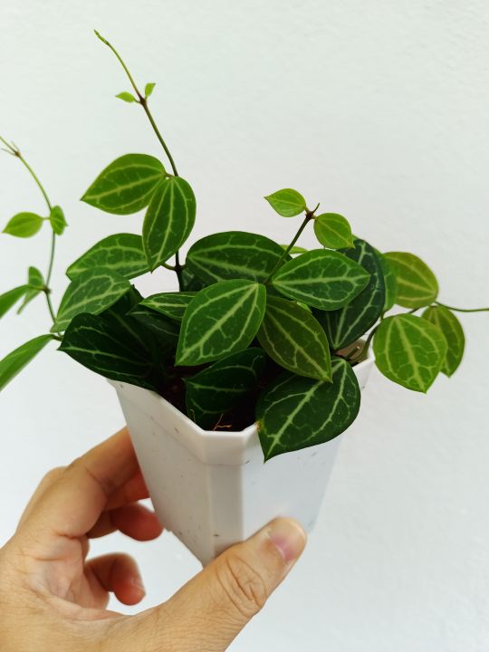 Dischidia Ovata Hoya Real Live Plants Watermelon Vine Hanging Plant ...