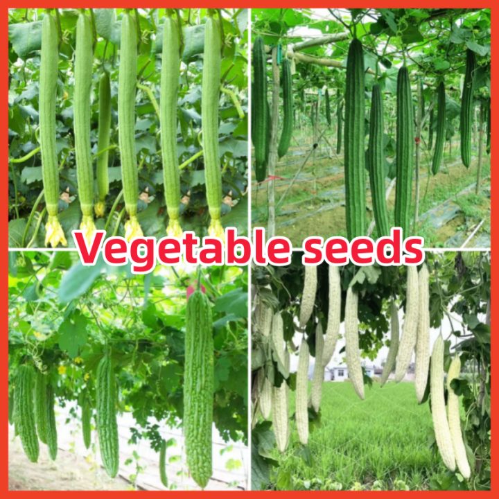Easy To Grow Organic Seeds In Malaysia High-yield and Early Maturing ...