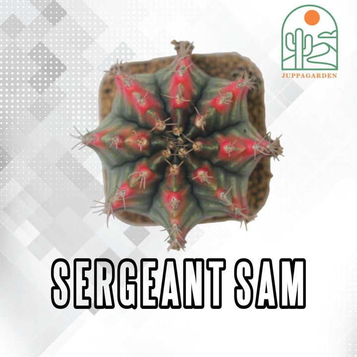 Gymnocalycium Sergeant Sam(กระบองเพชร ยิมโนด่าง จ่าแซม) | Lazada.co.th