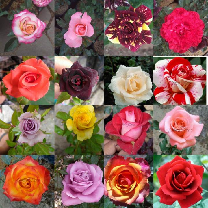 Bunga mawar sudah berbunga murah pilih suka suka banyak warna | Lazada ...