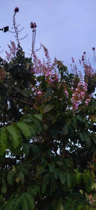 banaba seedlings | Lazada PH