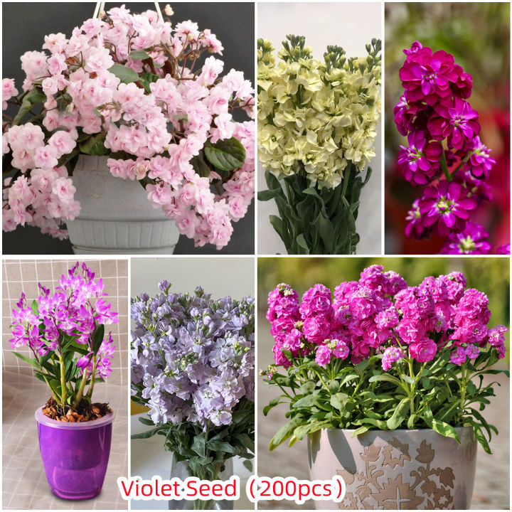 [Fast Germination] Violet Seeds (Mixed Colors 200 Pcs Seeds/bag) Potted ...