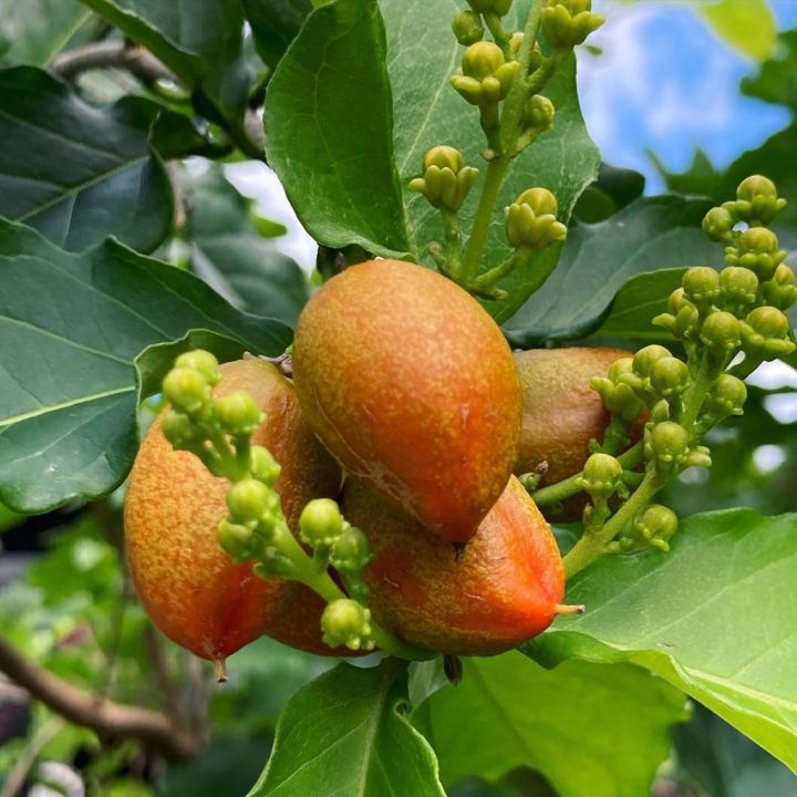 Tanaman buah kacang brazil / peanut butter fruit / Bunchosia armeniaca ...