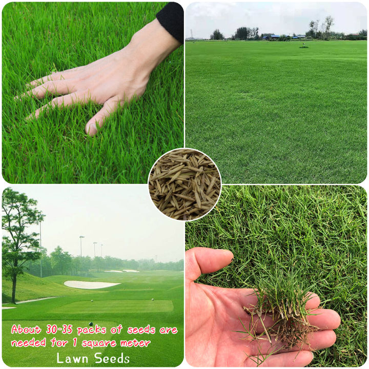 [100% Original] 100pcs Bermuda Grass Seed Lawn Plant Live House Air ...