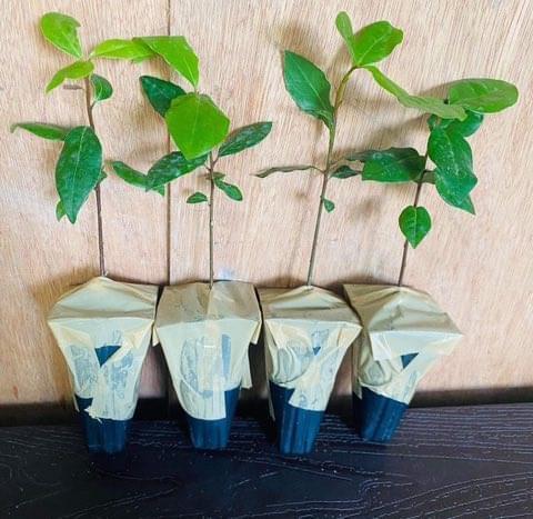 pampaswerte laurel / bayleaf live plant | Lazada PH