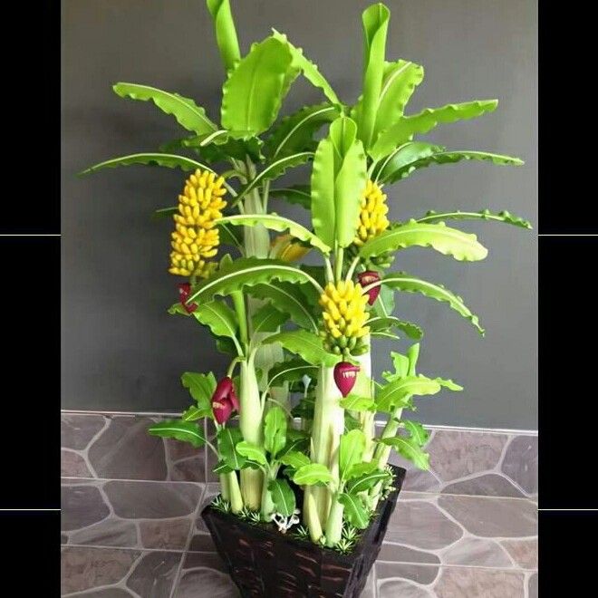 COD Bibit Tanaman Pisang Mini Bonsai Bukan Biji / bibit unggul / sekam ...